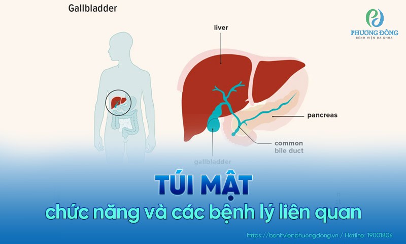 Túi mật là gì? Những bệnh lý thường gặp và phòng ngừa